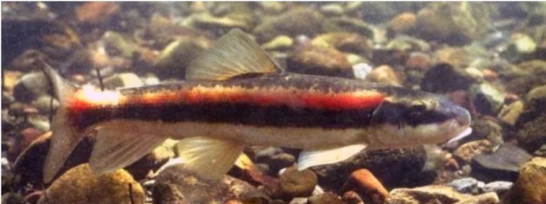 Explore the Unique Fish Species of Pyramid Lake | Your Premier Fly ...